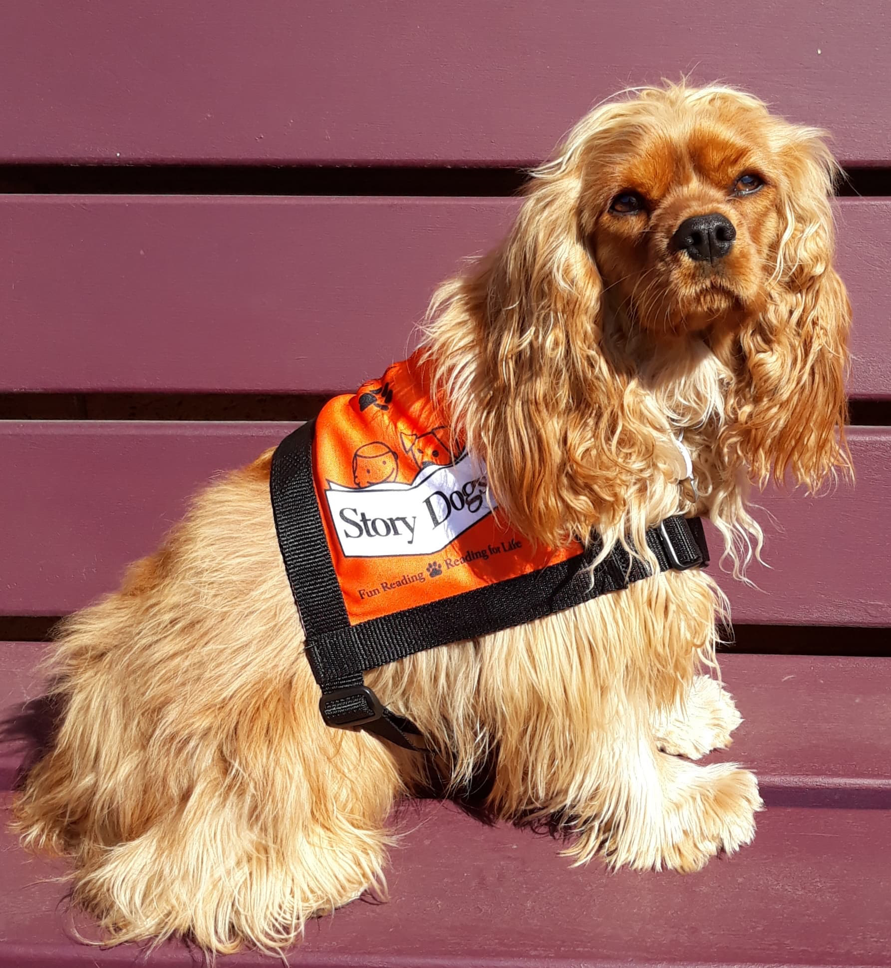 Penny the Story Dog. – HuG