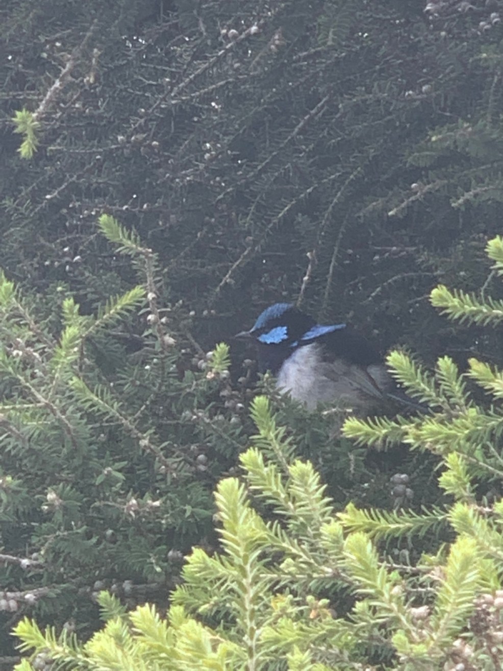 National Bird Week 2022. – HuG