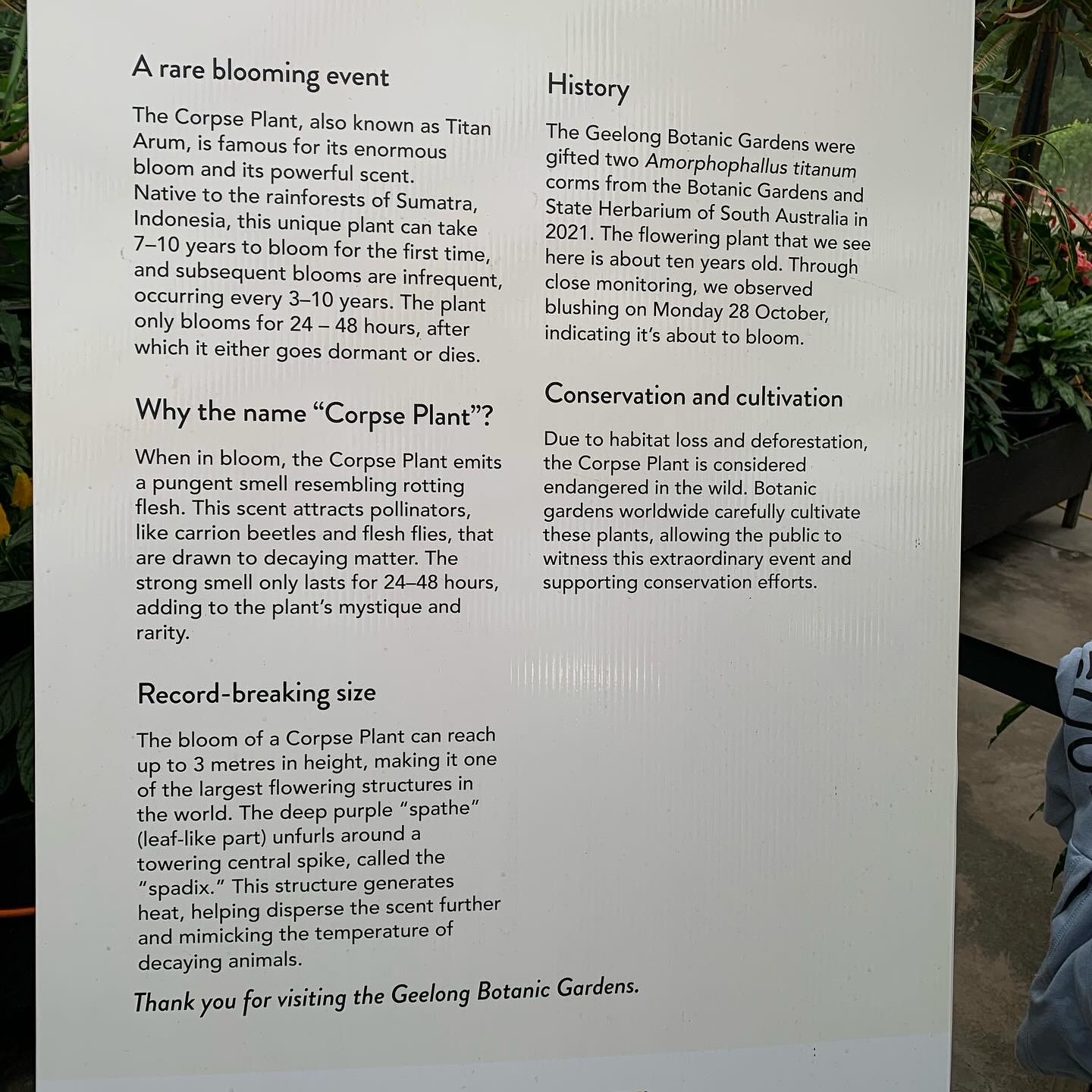 Corpse Flower – HuG